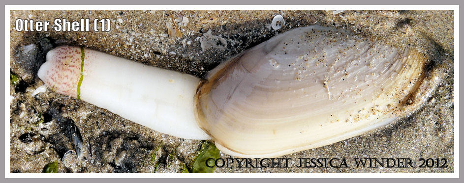 Otter Shells at Rhossili Bay – Jessica's Nature Blog