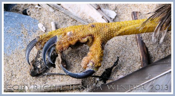 Sad strandline bird at Oxwich – Jessica's Nature Blog