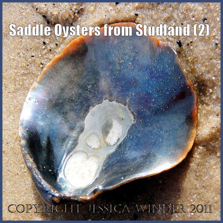 Saddle Oyster Shells from Studland Beach – Jessica's Nature Blog