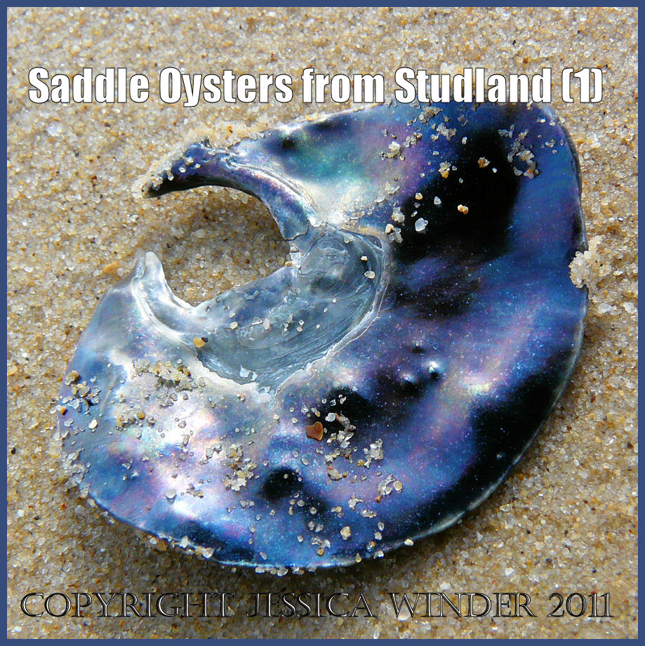 Saddle Oyster Shells from Studland Beach – Jessica's Nature Blog