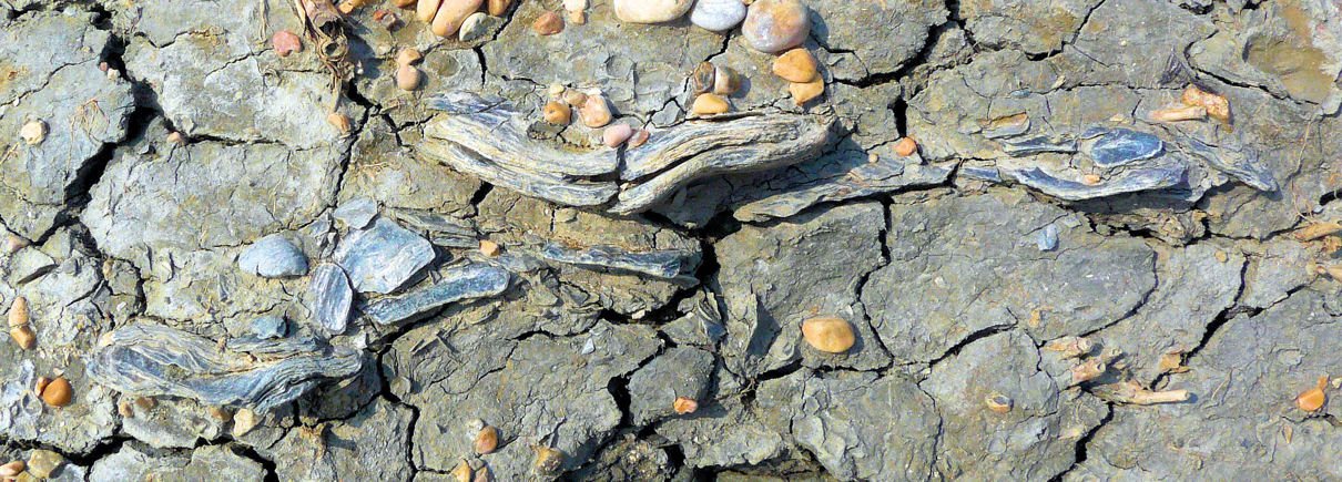 Fossil oysters from Ringstead – Jessica's Nature Blog