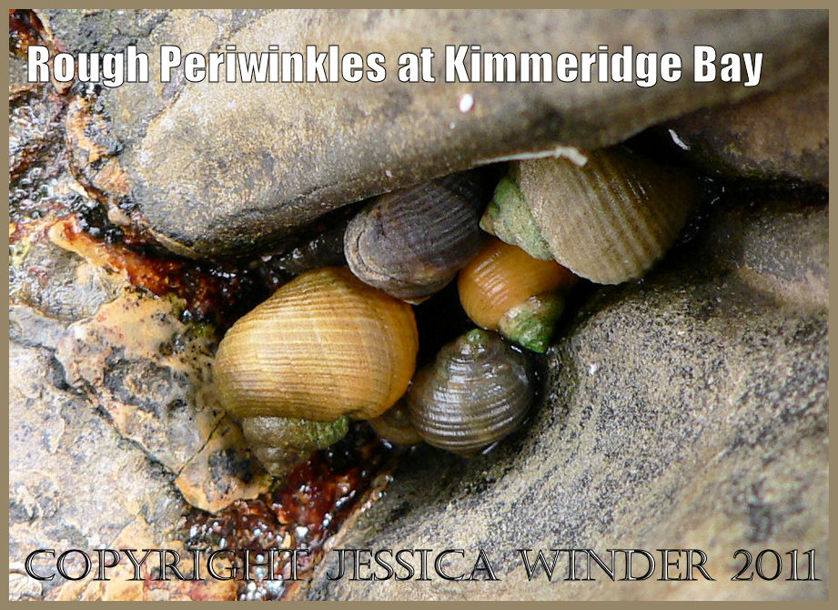 Rough periwinkles at Kimmeridge Bay – Jessica's Nature Blog