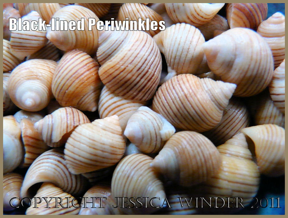 Rough periwinkles at Kimmeridge Bay – Jessica's Nature Blog