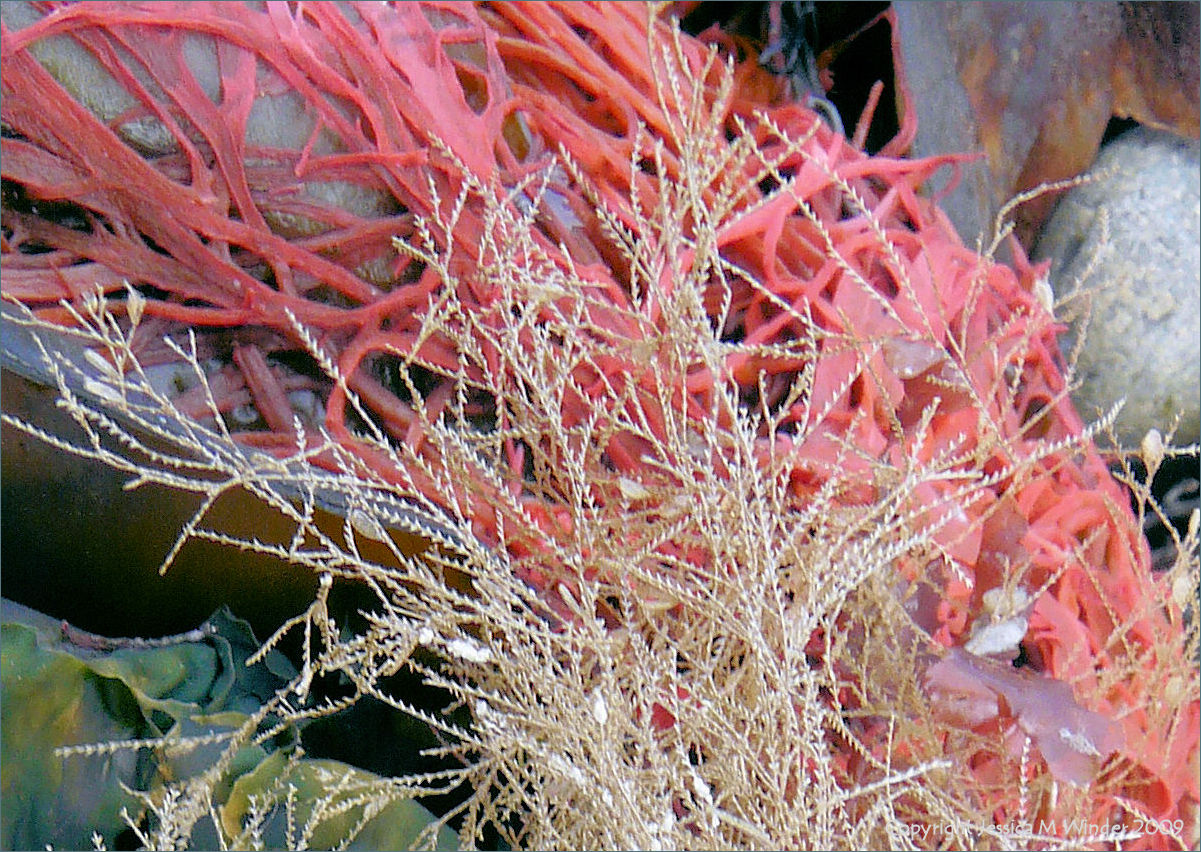 Lily Hydroids at Lulworth Cove – Jessica's Nature Blog