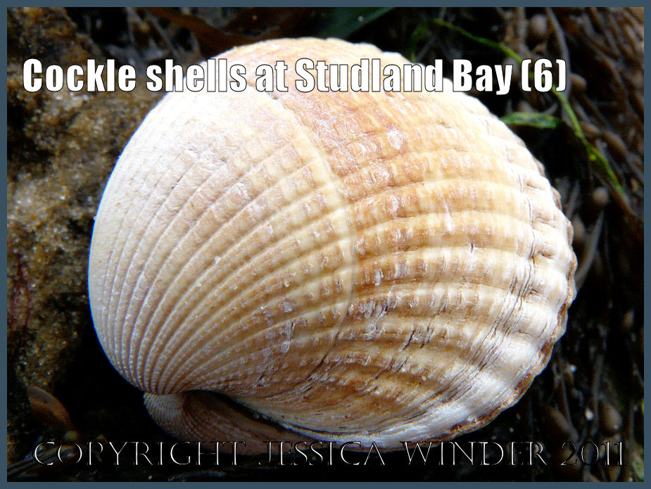 Cockle shells at Studland Bay in spring – Jessica's Nature Blog