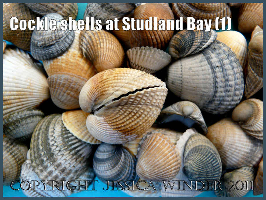 Cockle shells at Studland Bay in spring – Jessica's Nature Blog