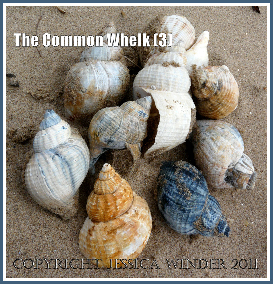 The Common Whelk (1) – Jessica's Nature Blog