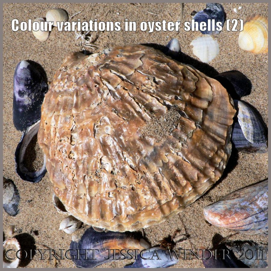 Colour variation in oyster shells (1) – Jessica's Nature Blog