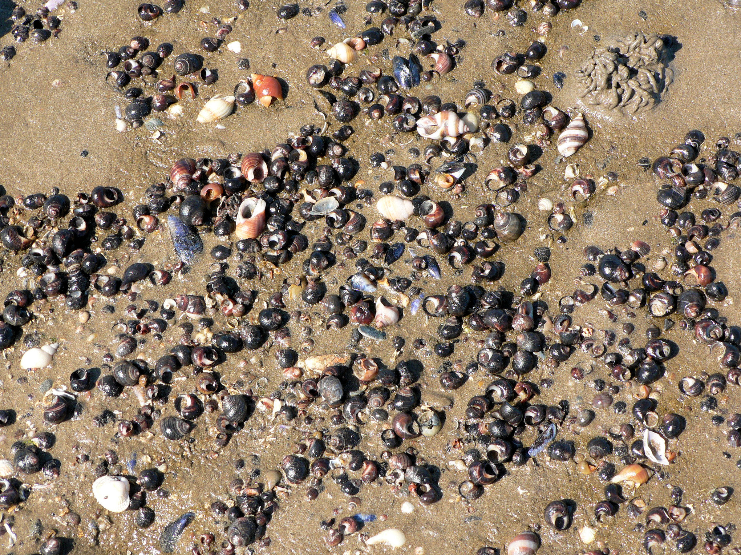 Winkle shells on Whiteford strandline – Jessica's Nature Blog