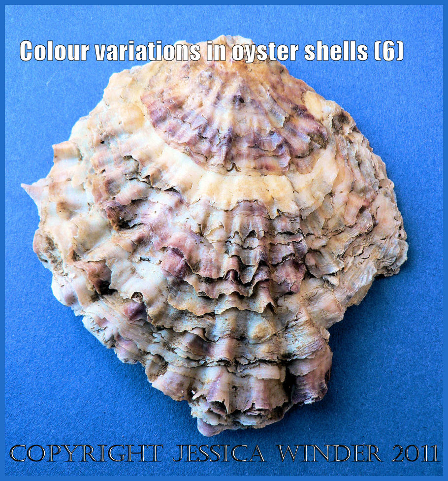 Colour variation in oyster shells (1) – Jessica's Nature Blog
