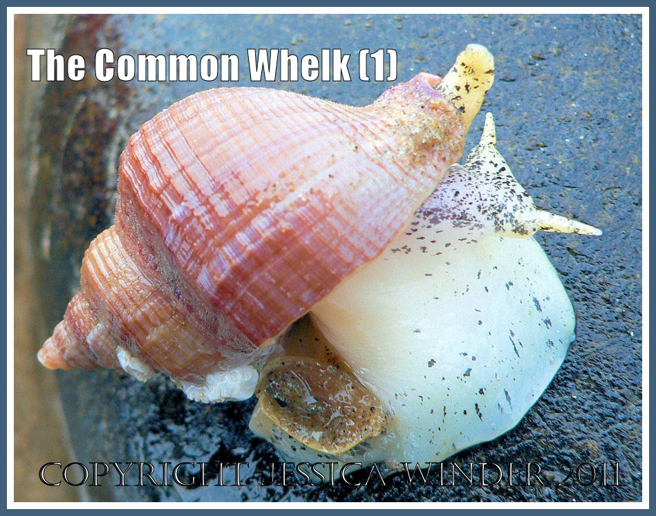 The Common Whelk (1) – Jessica's Nature Blog