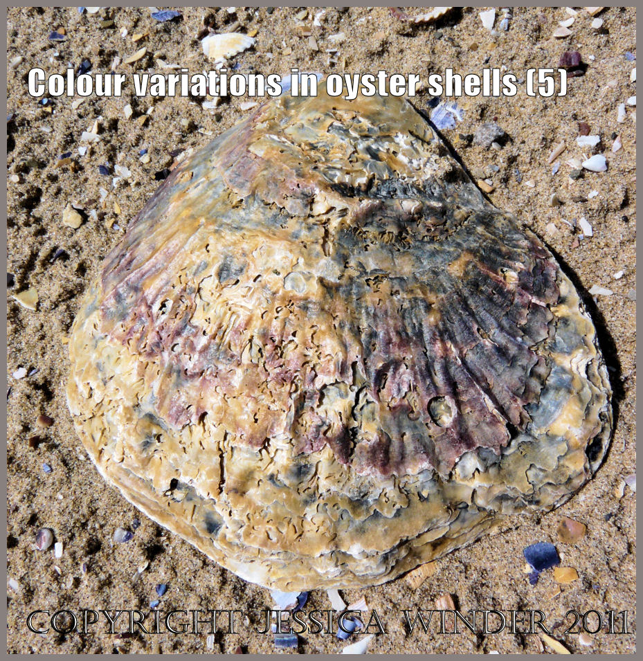 Colour variation in oyster shells (1) – Jessica's Nature Blog