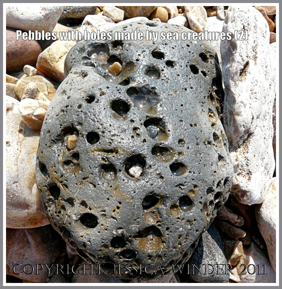 Pebbles with holes made by sea creatures – Jessica's Nature Blog