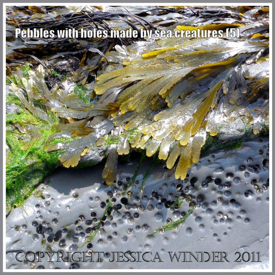 Pebbles with holes made by sea creatures – Jessica's Nature Blog