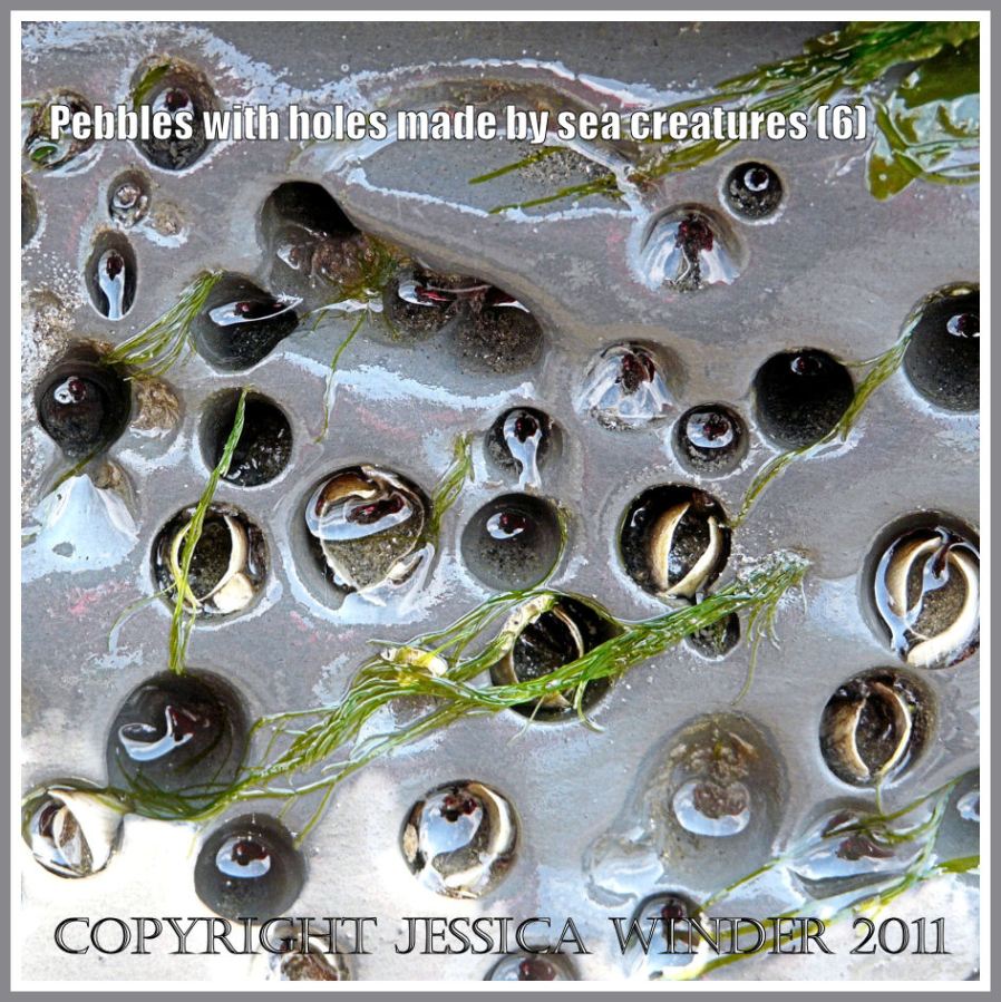 Pebbles with holes made by sea creatures – Jessica's Nature Blog