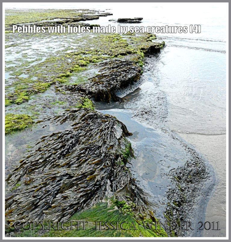 Pebbles with holes made by sea creatures – Jessica's Nature Blog