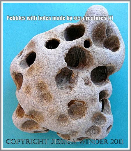 Pebbles with holes made by sea creatures – Jessica's Nature Blog
