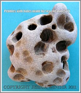 Pebbles with holes made by sea creatures – Jessica's Nature Blog