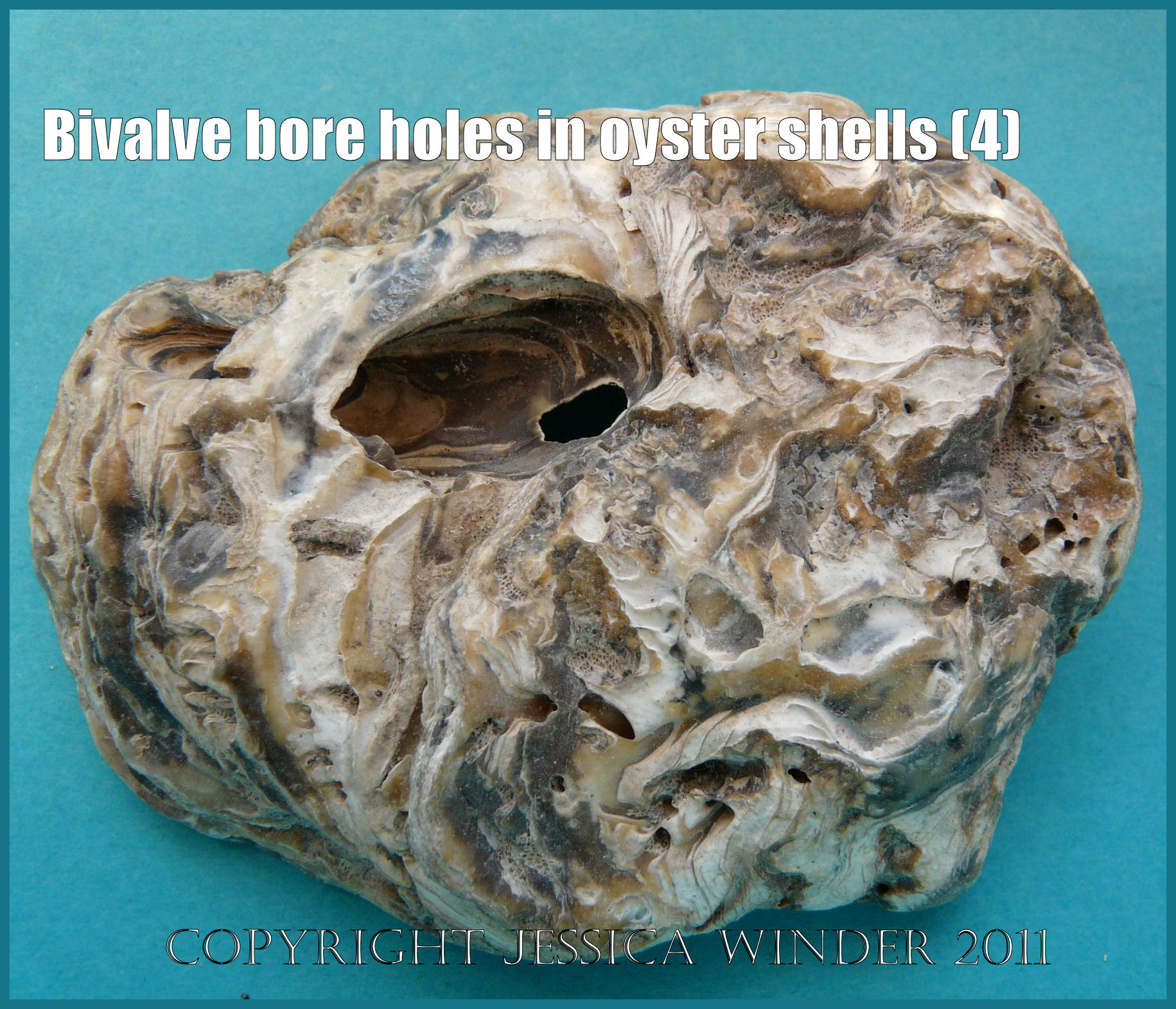 Shells with holes made by boring bivalves – Jessica's Nature Blog