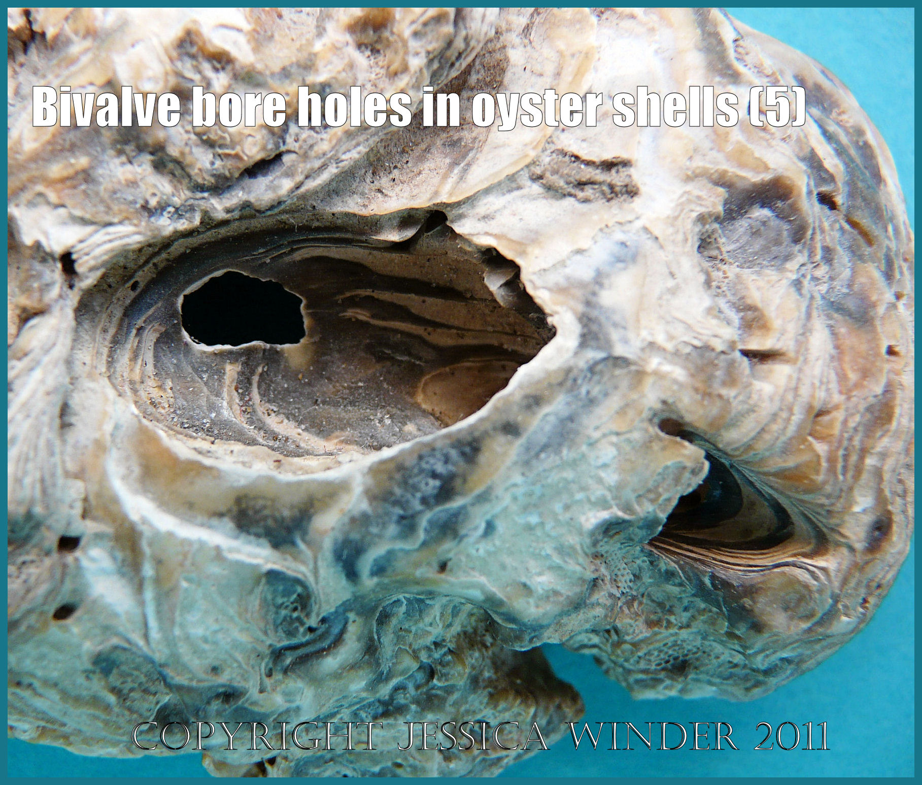 Shells with holes made by boring bivalves – Jessica's Nature Blog