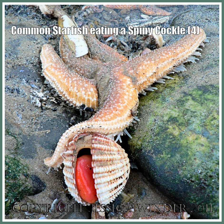 A Common Starfish eating a Spiny Cockle – Jessica's Nature Blog