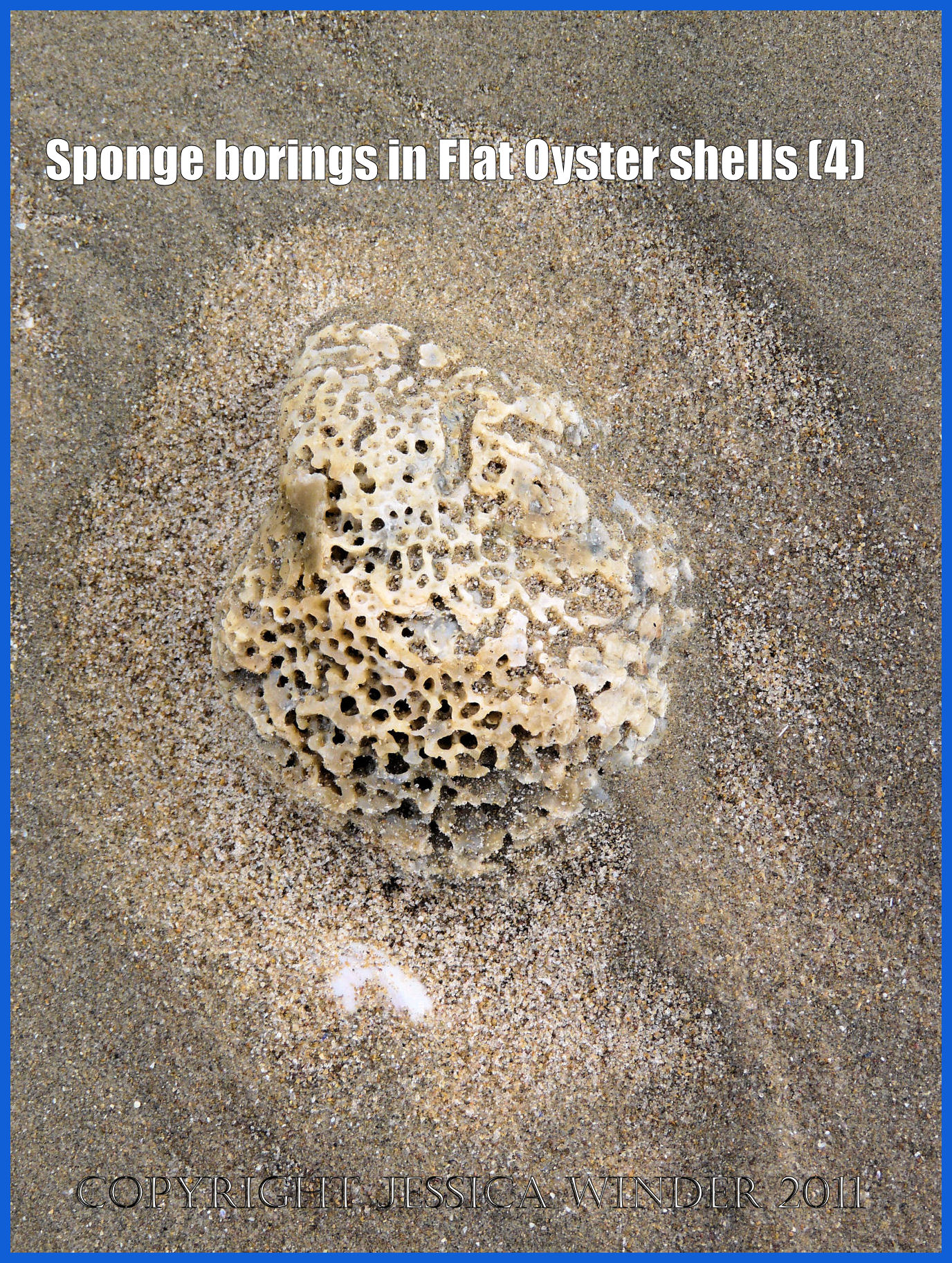 Sponge borings in Flat Oyster shells – Jessica's Nature Blog