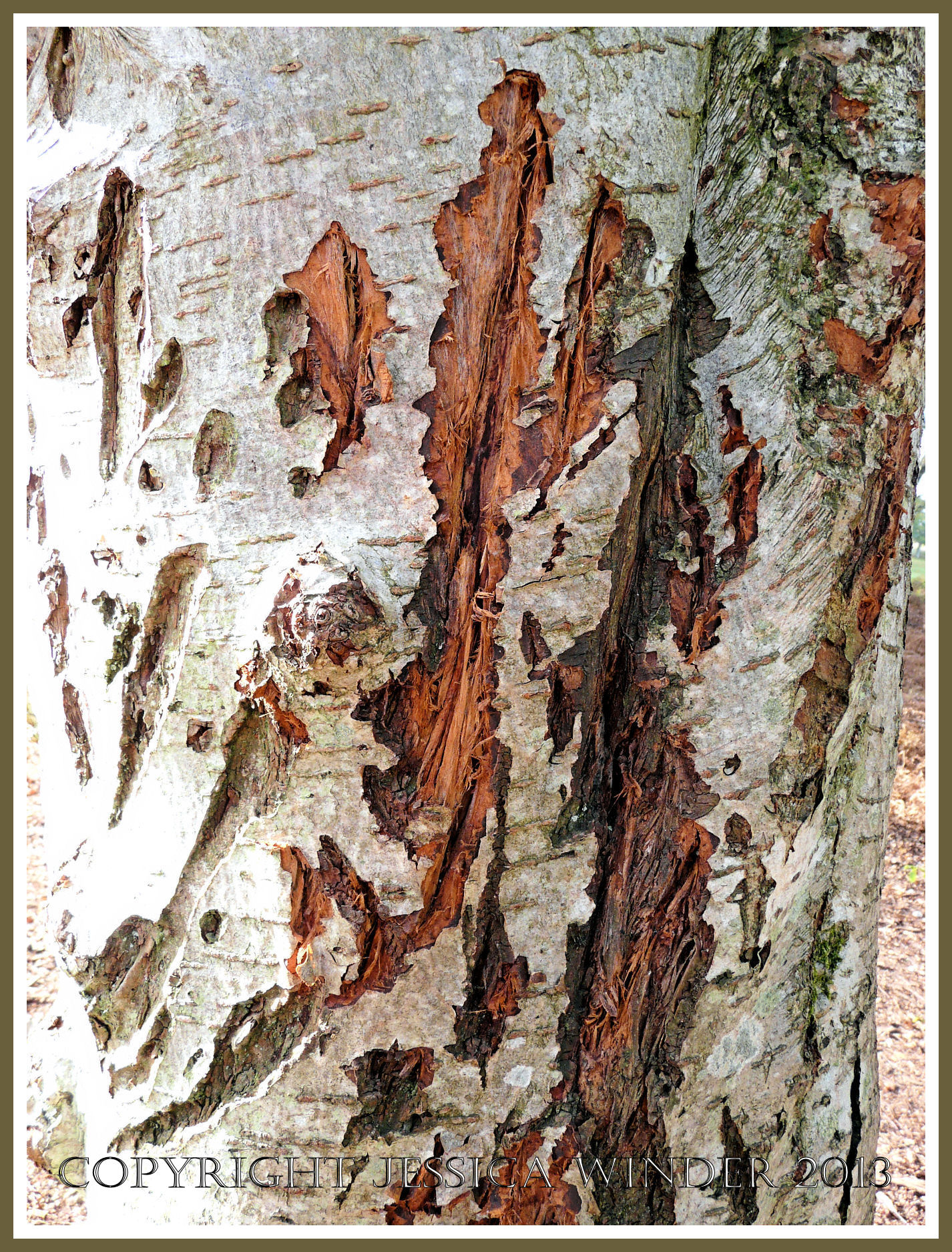 Antler scratch marks in bark – Jessica's Nature Blog