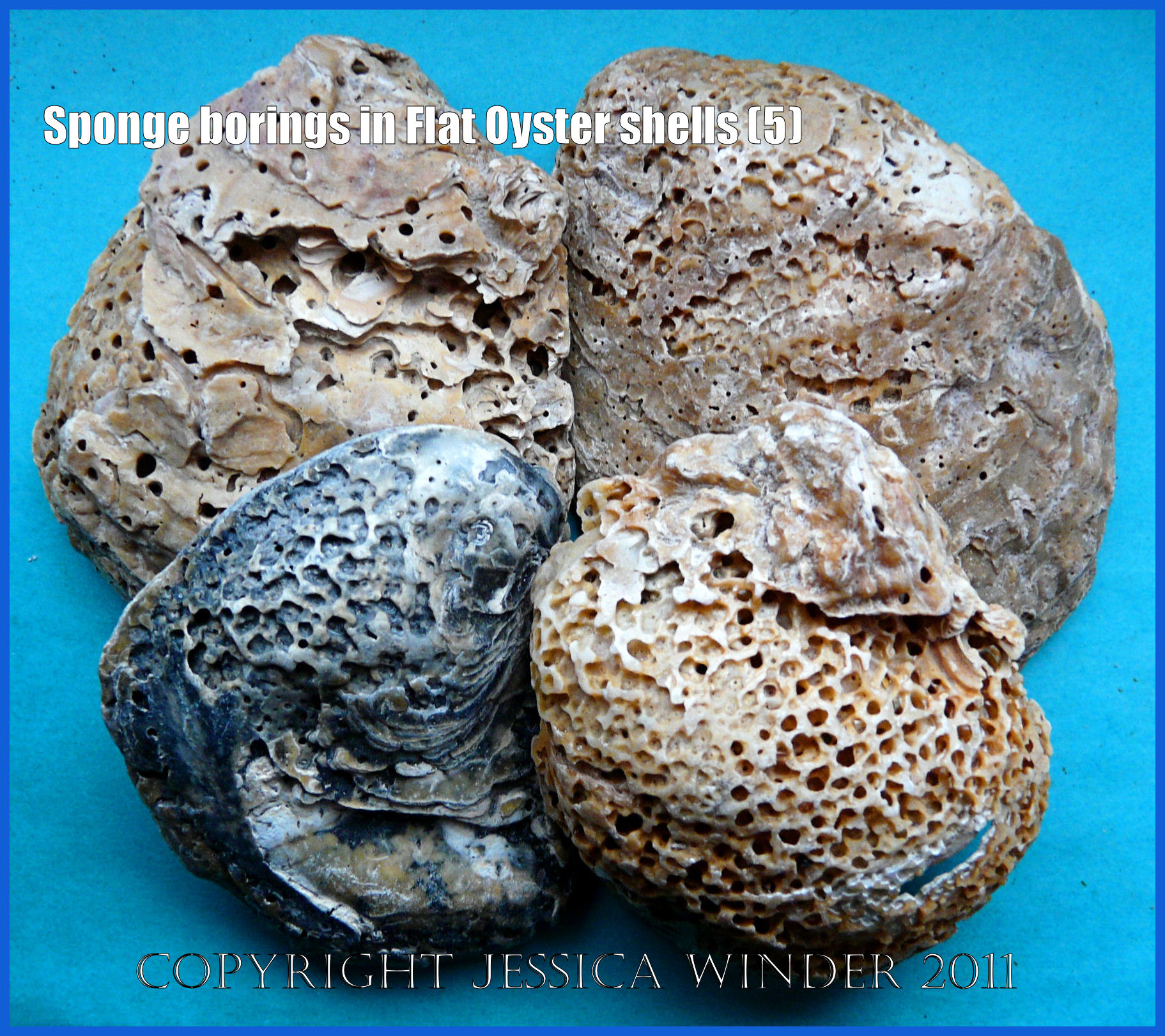 Sponge borings in Flat Oyster shells – Jessica's Nature Blog