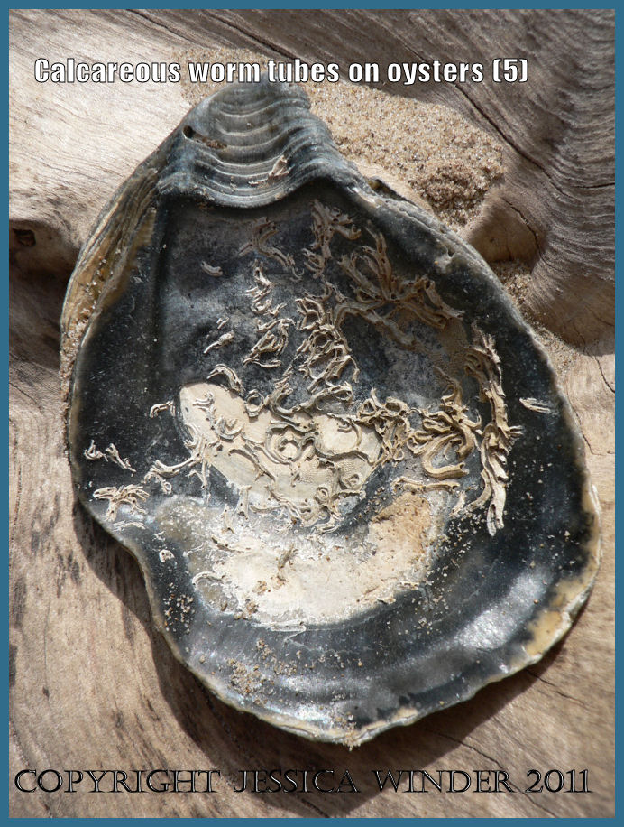 Calcareous worm tubes on Flat Oyster shells – Jessica's Nature Blog