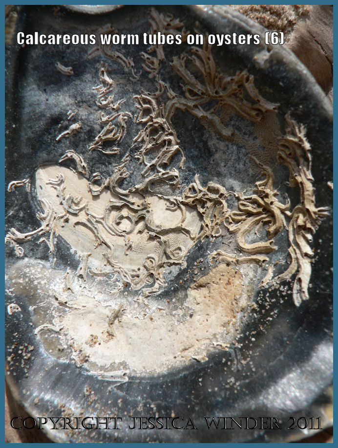 Calcareous worm tubes on Flat Oyster shells – Jessica's Nature Blog