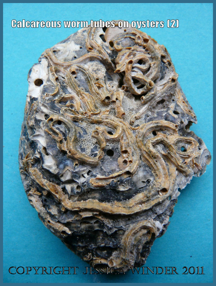 Calcareous worm tubes on Flat Oyster shells – Jessica's Nature Blog