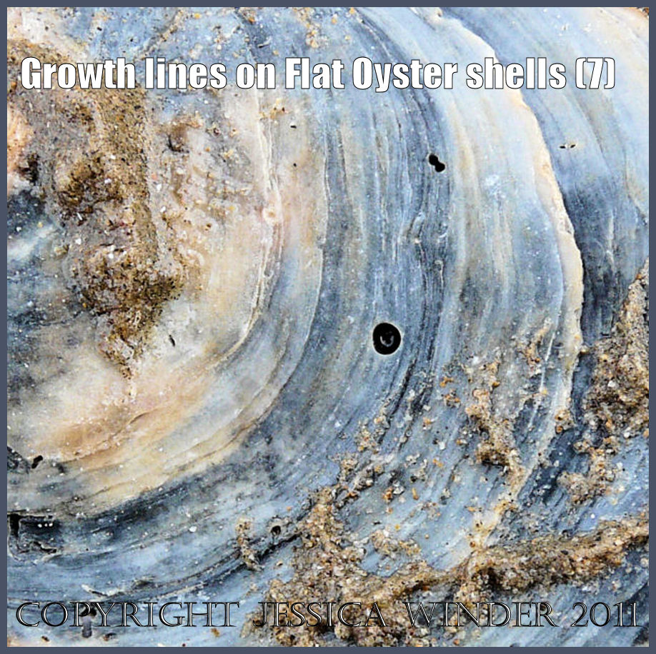Growth lines on Flat Oyster shells – Jessica's Nature Blog