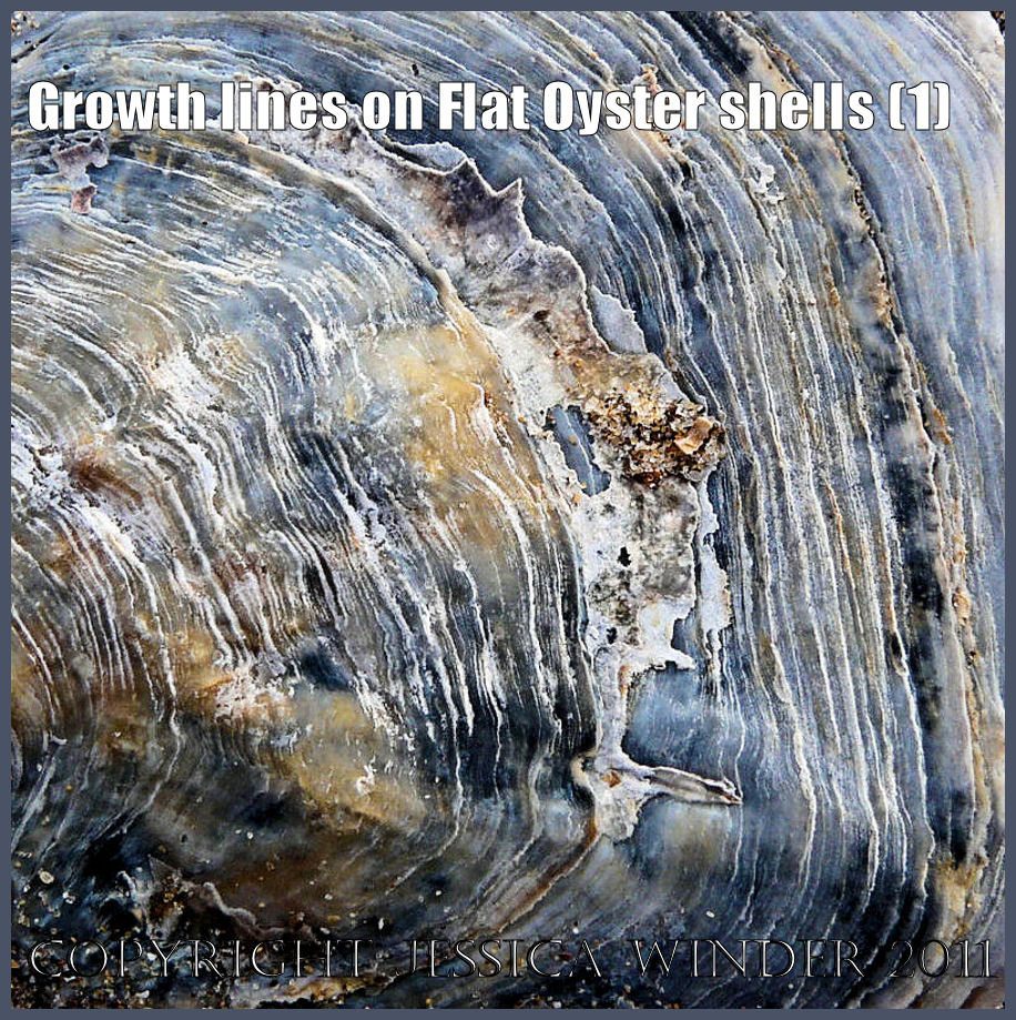 Growth lines on Flat Oyster shells – Jessica's Nature Blog