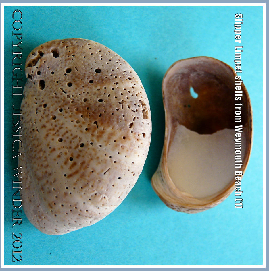 Slipper Limpet shells on Weymouth Beach – Jessica's Nature Blog