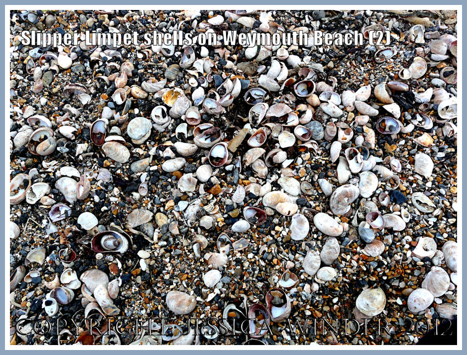 Slipper Limpet shells on Weymouth Beach – Jessica's Nature Blog