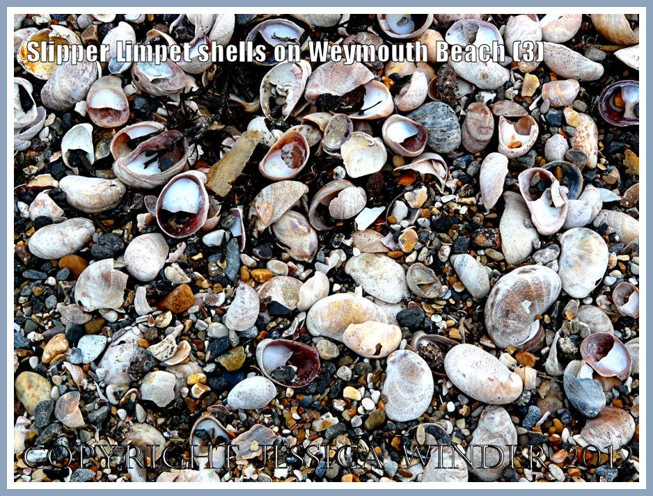 Slipper Limpet shells on Weymouth Beach – Jessica's Nature Blog