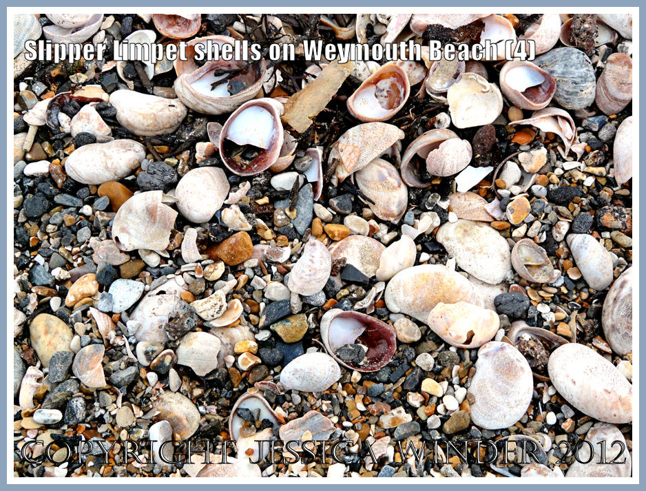Slipper Limpet shells on Weymouth Beach – Jessica's Nature Blog