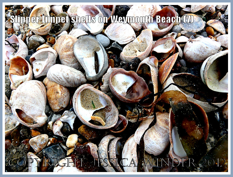 Slipper Limpet shells on Weymouth Beach – Jessica's Nature Blog