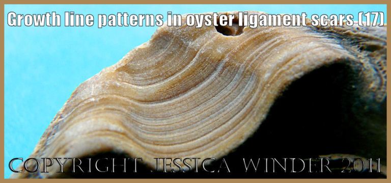 Growth line patterns in oyster ligament scars (1) – Jessica's Nature Blog