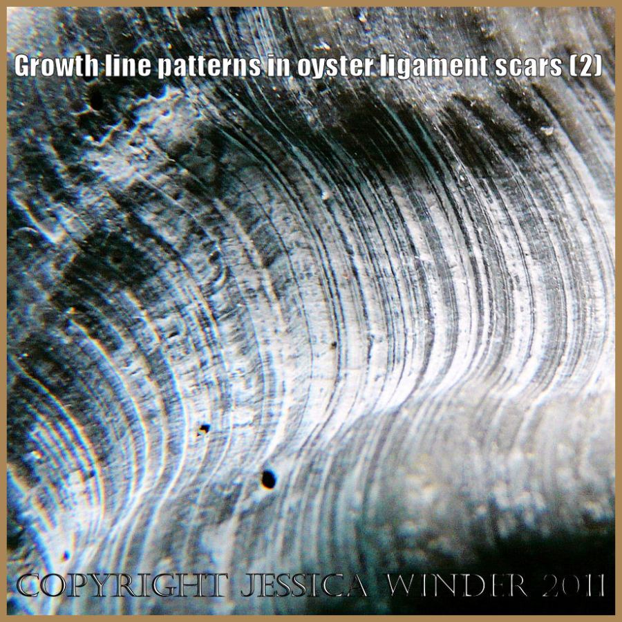 Growth line patterns in oyster ligament scars (1) – Jessica's Nature Blog