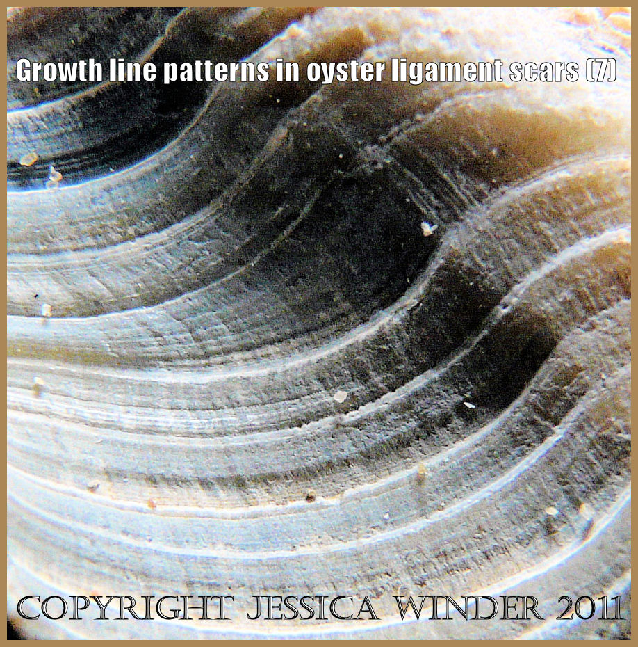 Growth line patterns in oyster ligament scars (1) – Jessica's Nature Blog