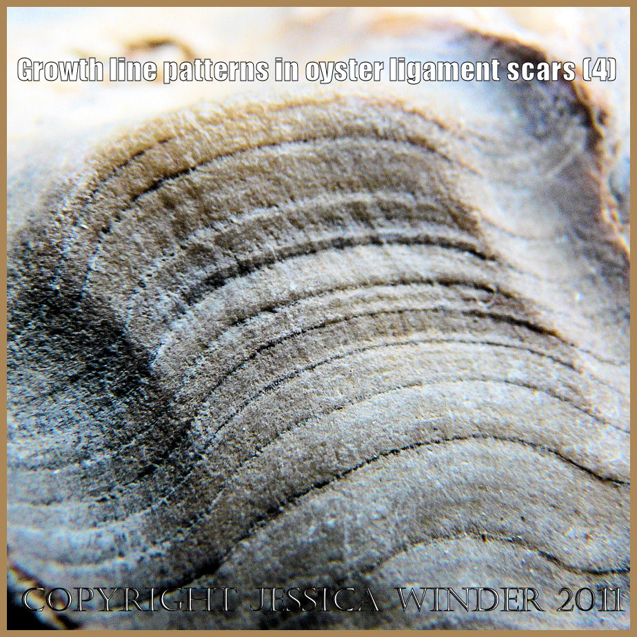 Growth line patterns in oyster ligament scars (1) – Jessica's Nature Blog