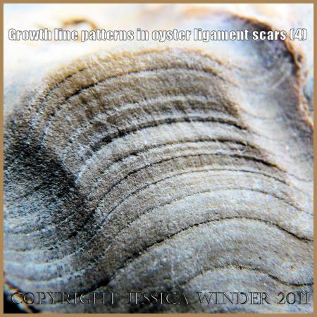 Growth line patterns in oyster ligament scars (1) – Jessica's Nature Blog