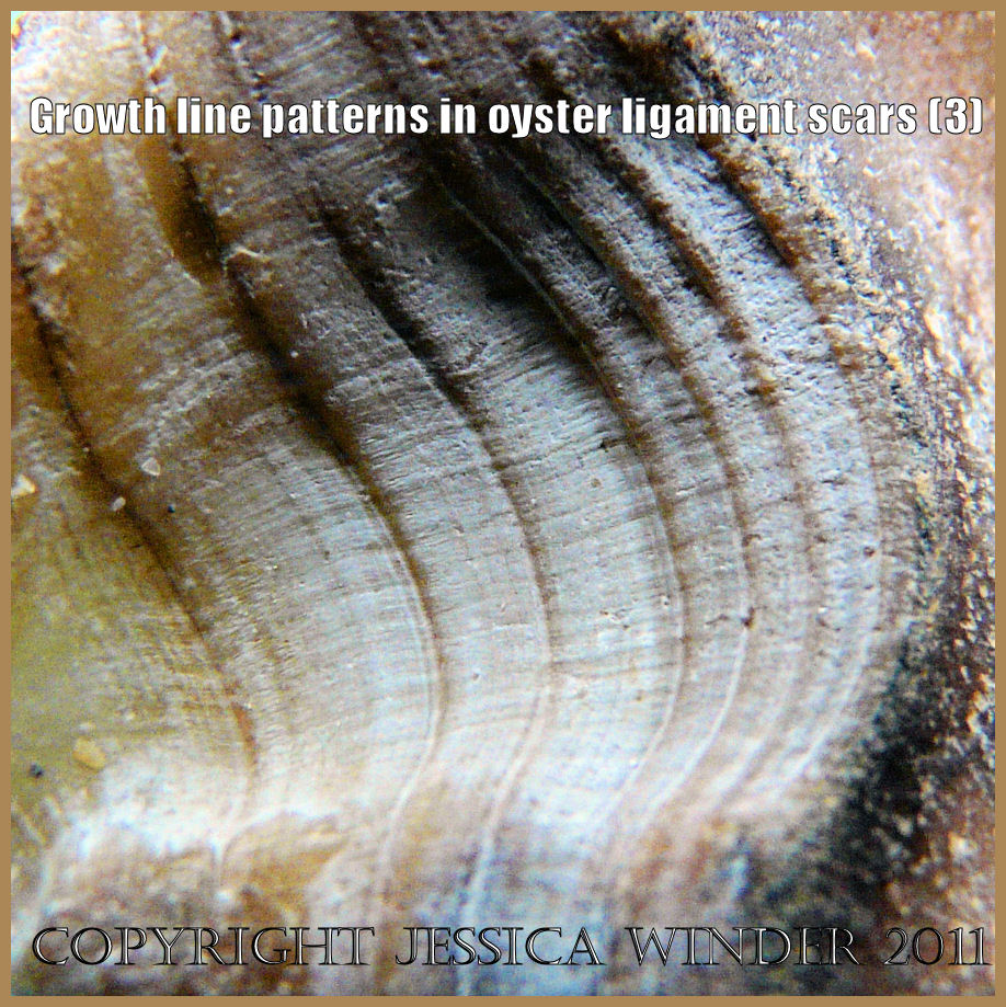 Growth line patterns in oyster ligament scars (1) – Jessica's Nature Blog