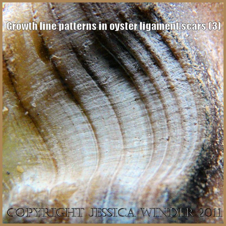 Growth line patterns in oyster ligament scars (1) – Jessica's Nature Blog