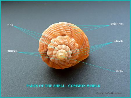 Parts of the shell – Common Whelk – Jessica's Nature Blog