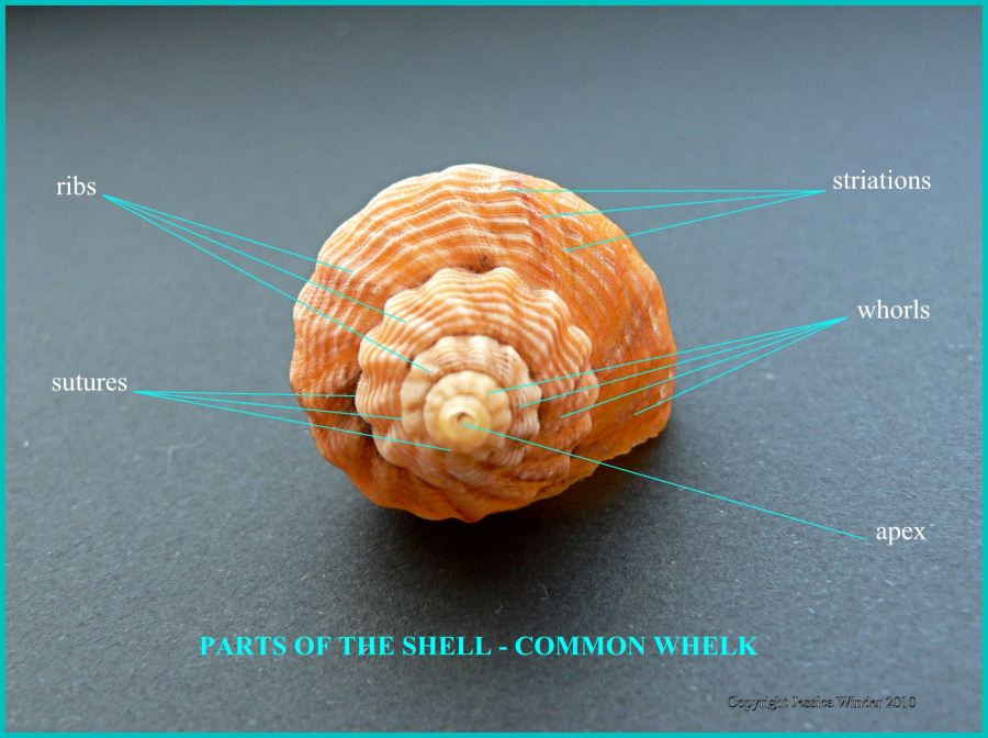 Parts of the shell – Common Whelk – Jessica's Nature Blog