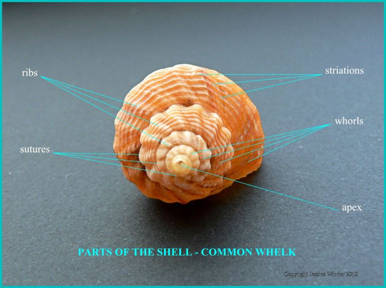Parts of the shell – Common Whelk – Jessica's Nature Blog