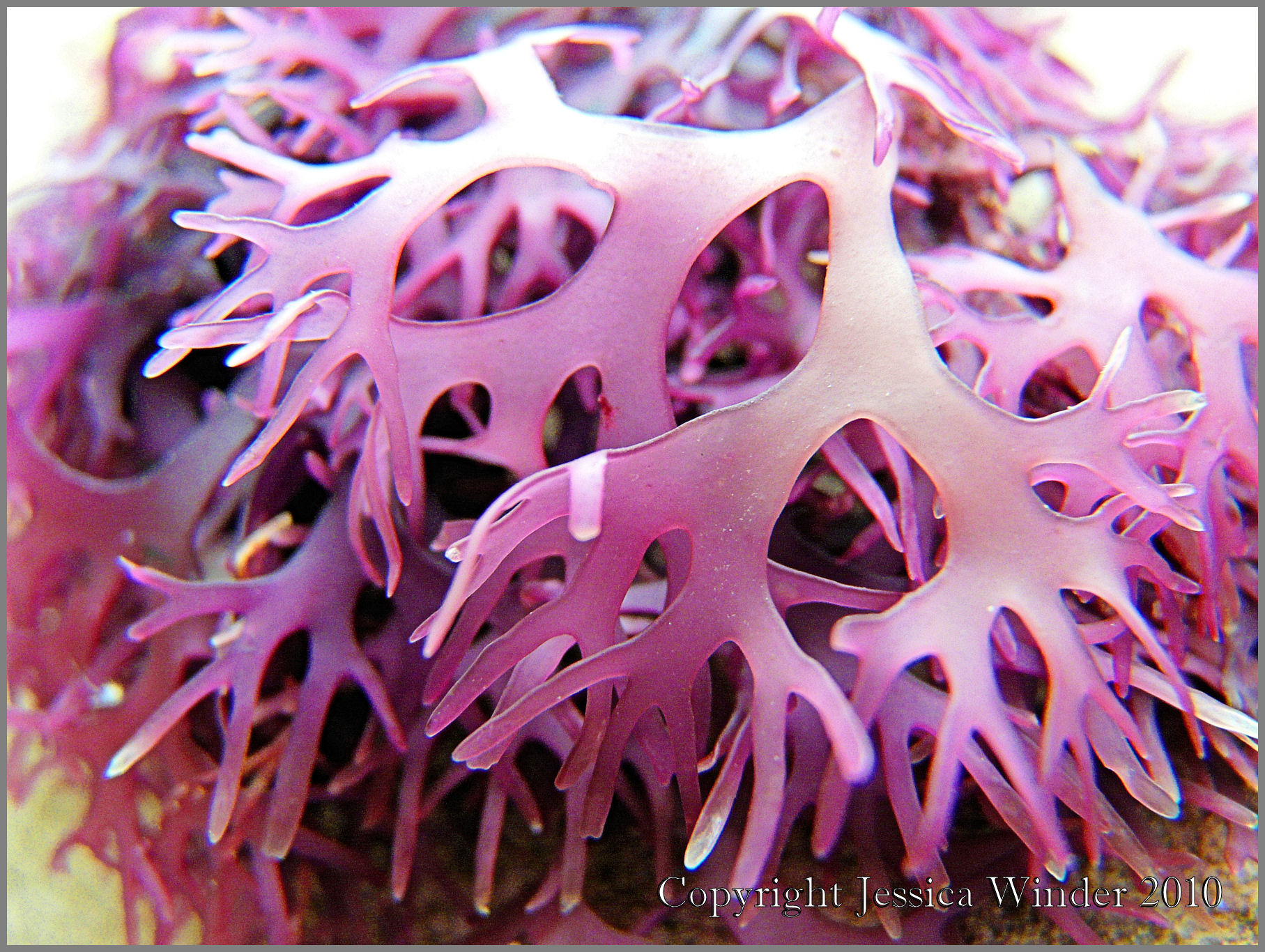 Seven pink somethings from the seashore – Jessica's Nature Blog