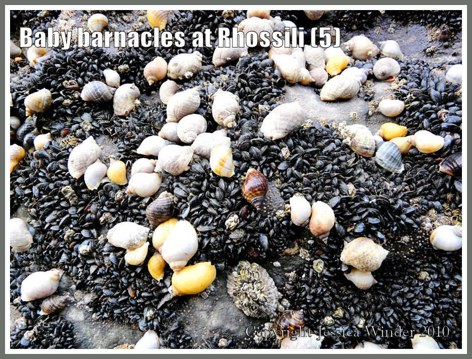 Baby barnacles on Rhossili rocks – Jessica's Nature Blog